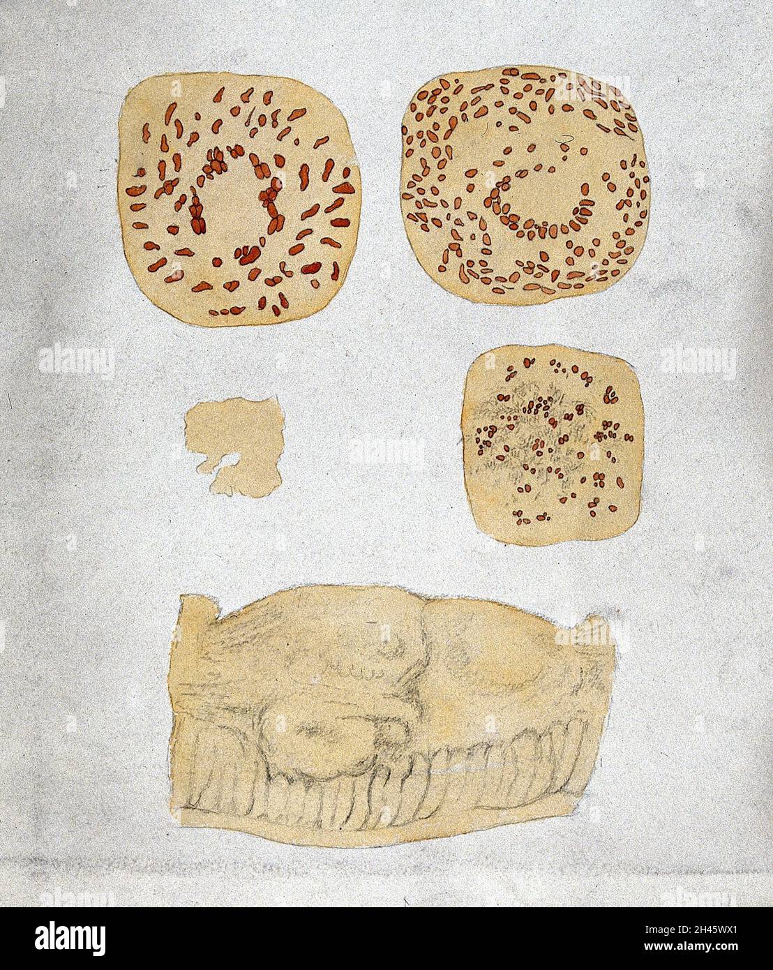 Cellular organisms hi-res stock photography and images - Alamy