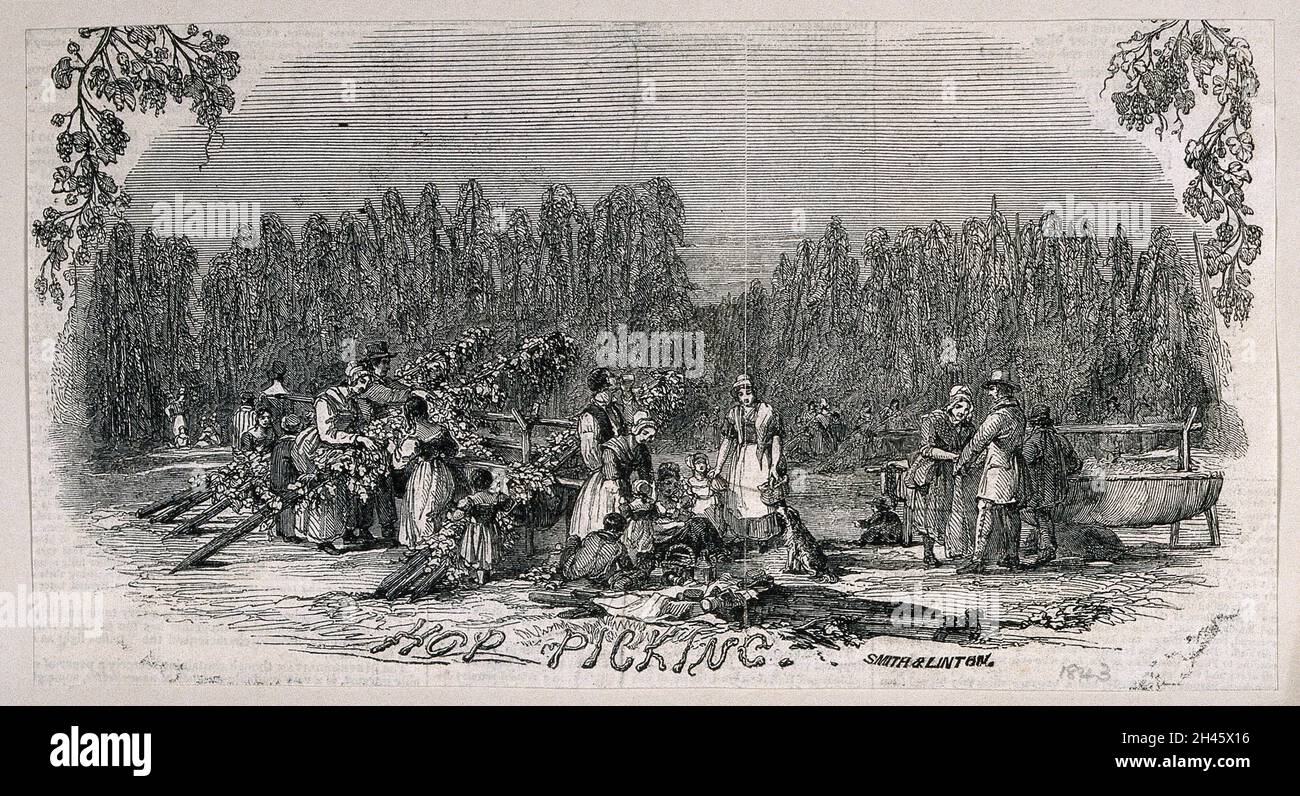 Hop pickers at work. Wood-engraving, c. 1843 Stock Photo - Alamy