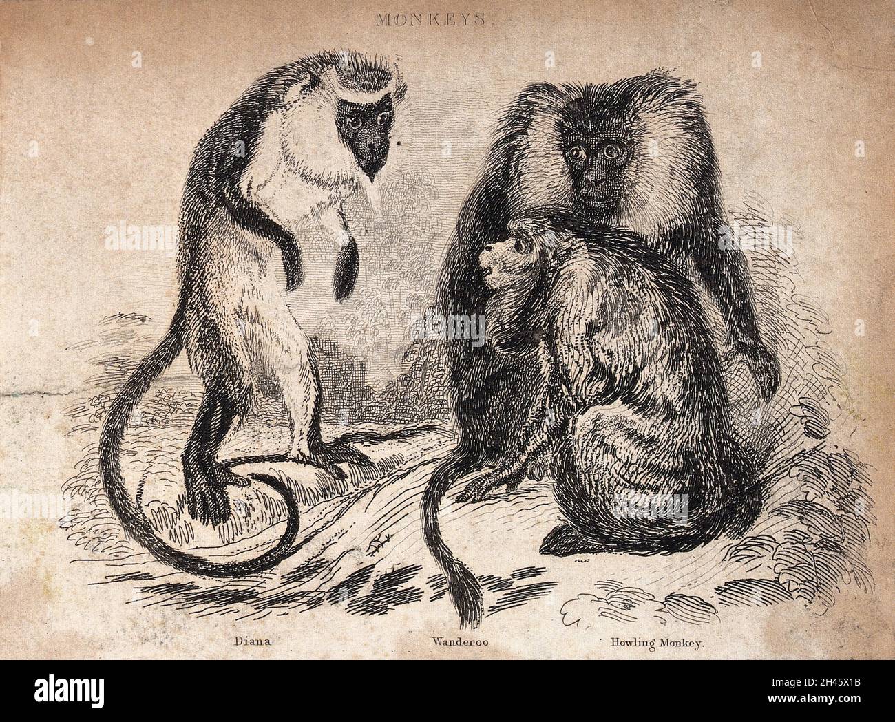 Three monkeys: wanderoo, howling monkey and diana. Etching by T ...