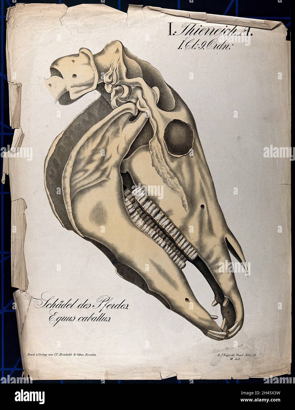 Skull of the horse hi-res stock photography and images - Alamy