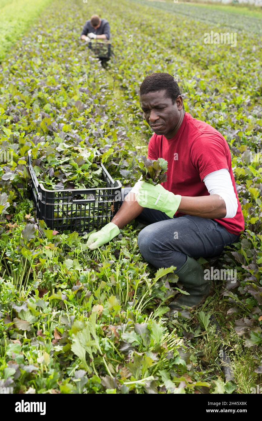 Workmen cutting fresh ripe mustard leaf on farm field Stock Photo - Alamy