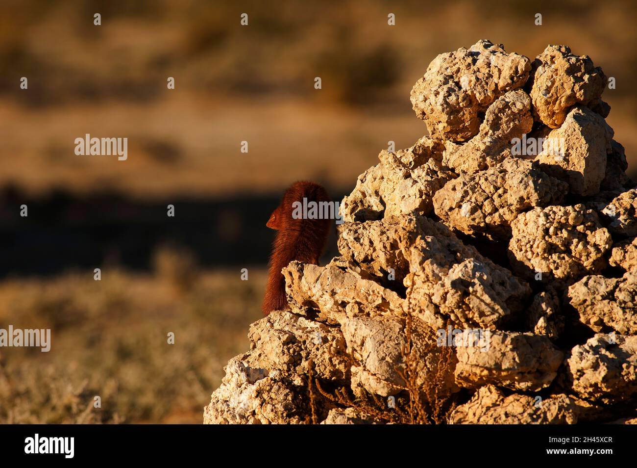 South african mongoose hi-res stock photography and images - Alamy