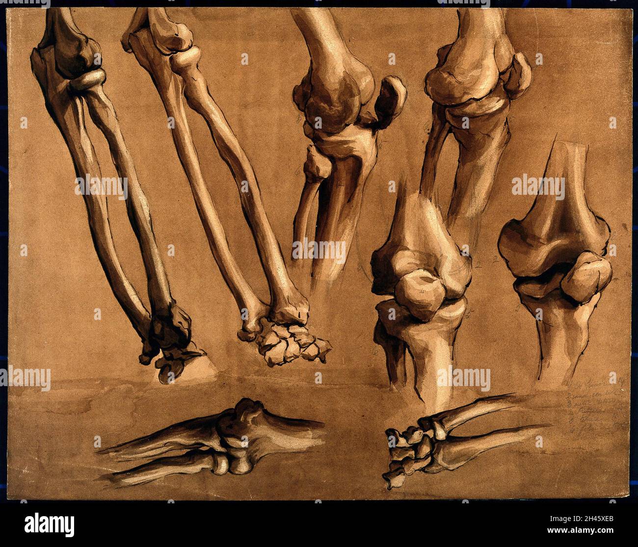 Thigh bones hi-res stock photography and images - Alamy