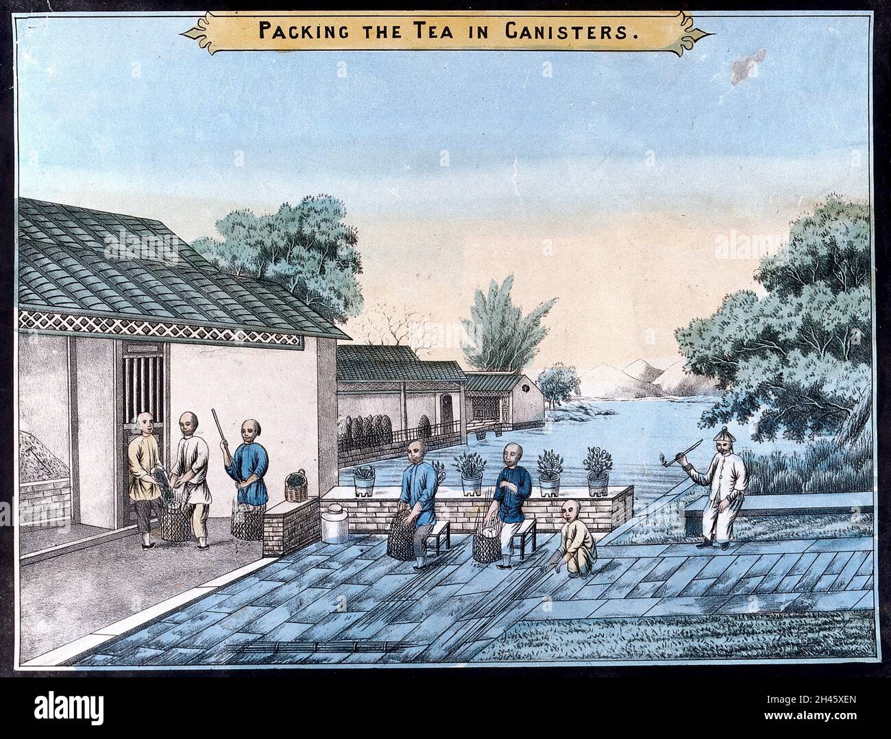 A tea plantation in China: workers pack the tea into canisters for ... A tea plantation in China: workers pack the tea into canisters for ...