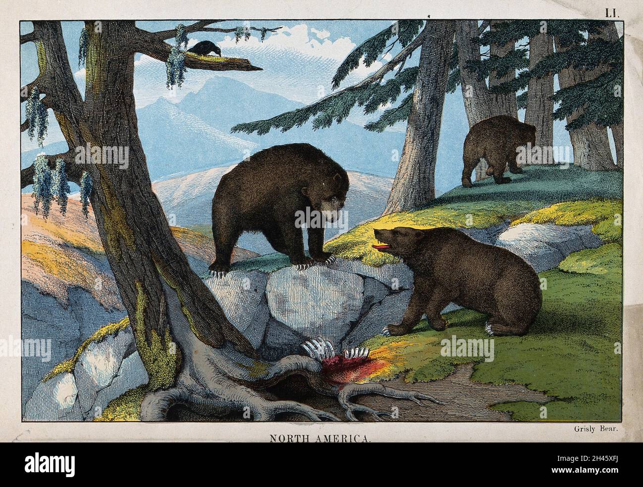 North America: Three grizzly-bears in a forest next to a carcass ...