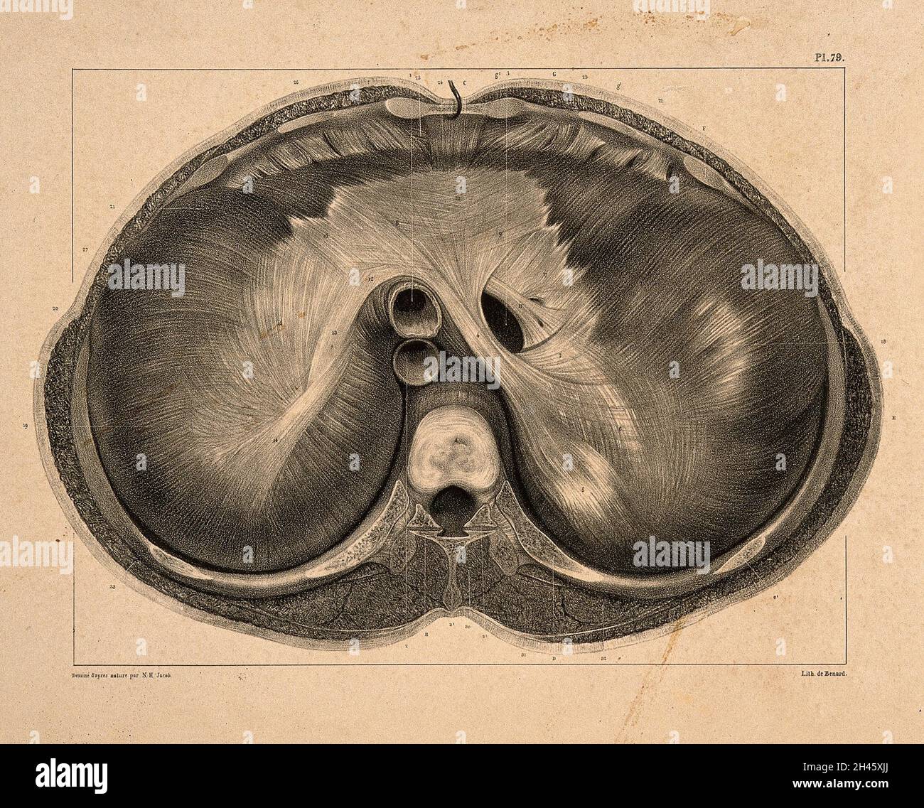 Horizontal dissection of the diaphragm, at the level of the 10th dorsal ...