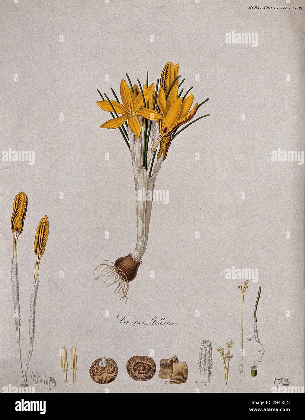A crocus (Crocus stellaris): entire flowering plant and its anatomical ...