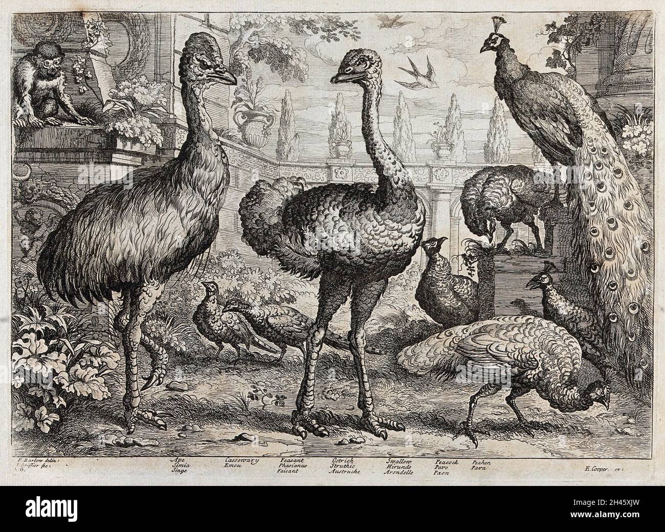 Birds and animals in a neo-classical garden: ape, cassowary, pheasant ...