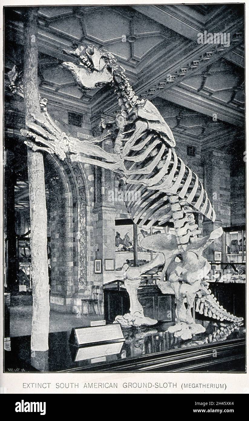 The skeleton of a South American ground-sloth in a museum. Line block ...