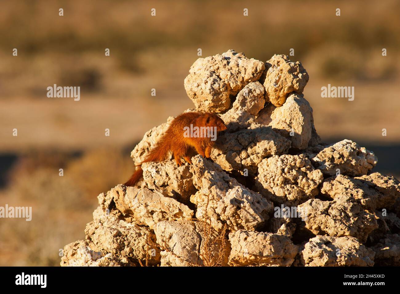 Mongoose on the rocks at Kgalagadi Transfontier Park, South Africa ...