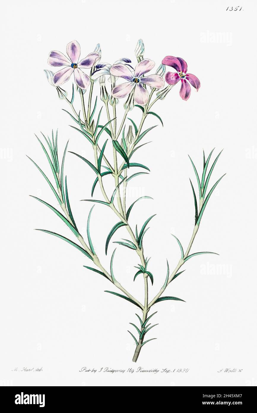 Drawing phlox hi-res stock photography and images - Alamy