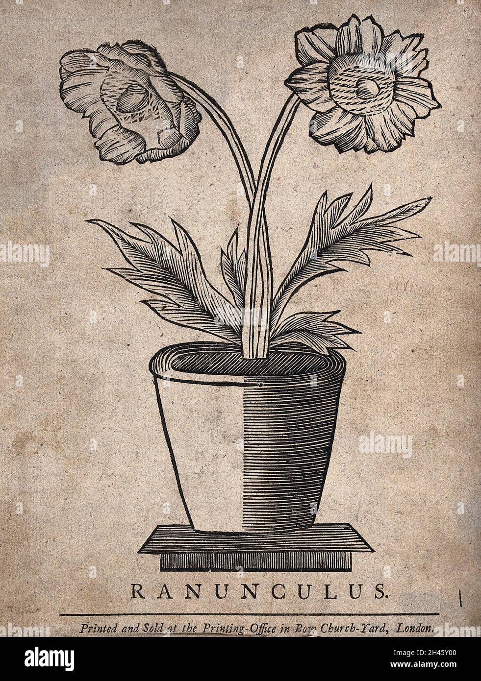 Flowering plant woodcut hi-res stock photography and images - Alamy