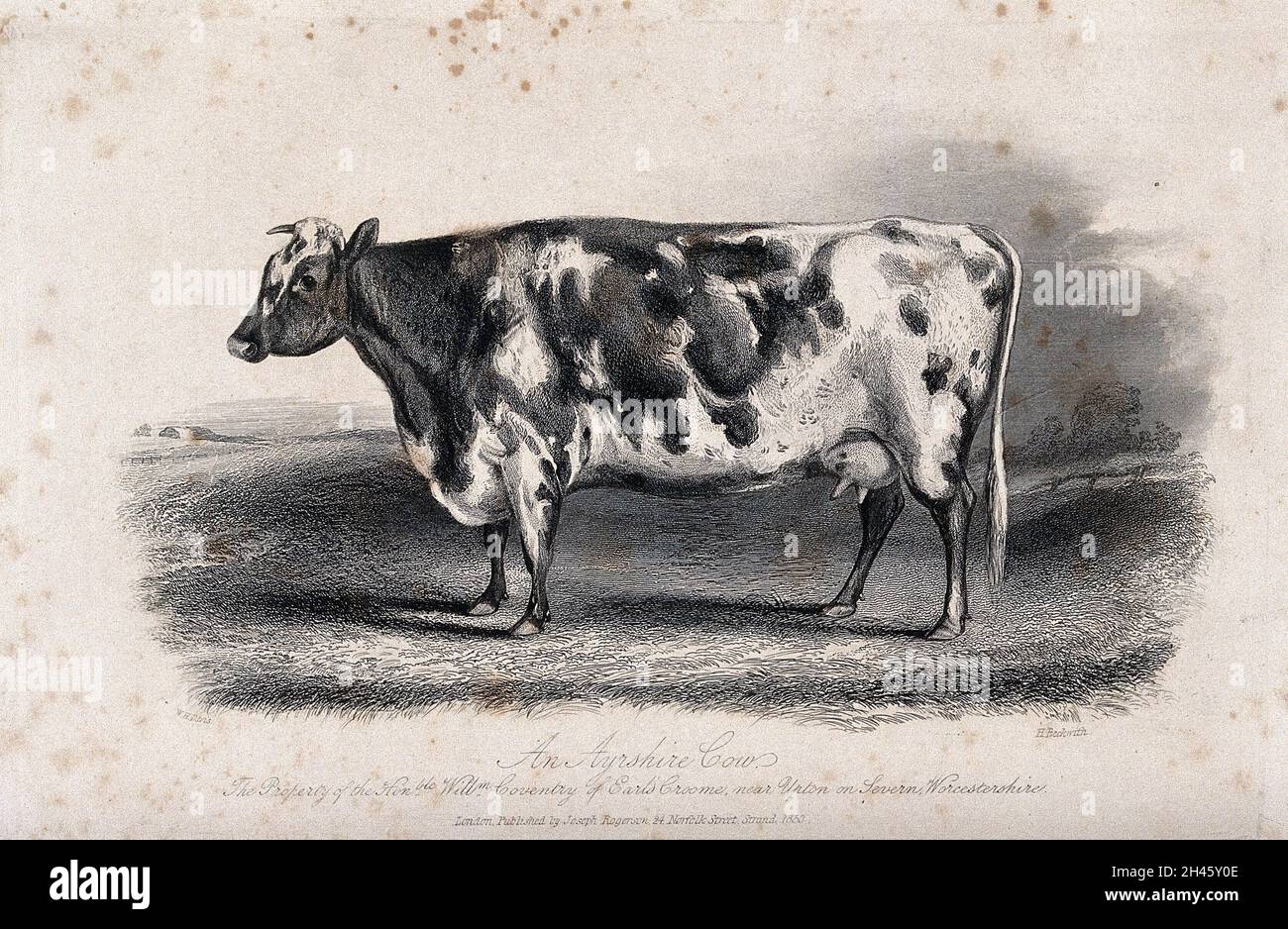 An Ayrshire cow. Etching by H. Beckwith, ca 1850, after W.H. Davis ...