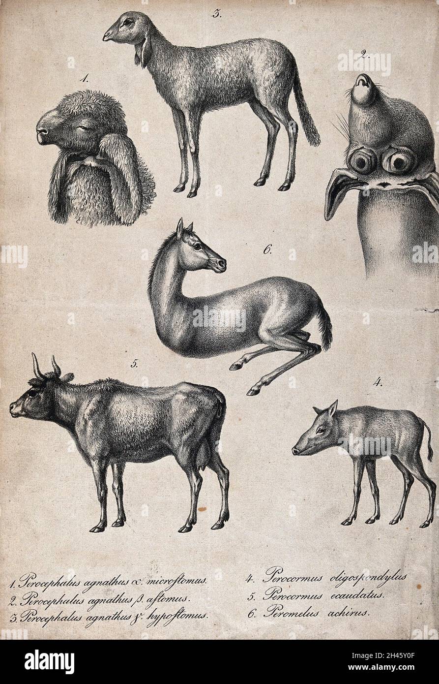 Mammals with congenital defects, missing and elongated limbs ...