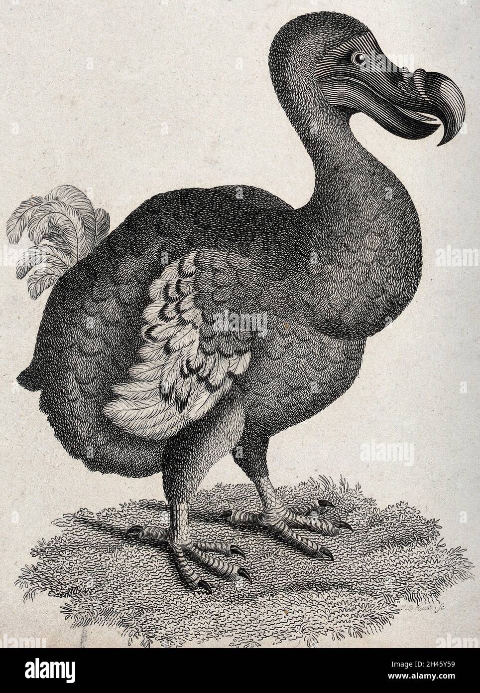 Dodo bird hi-res stock photography and images - Alamy