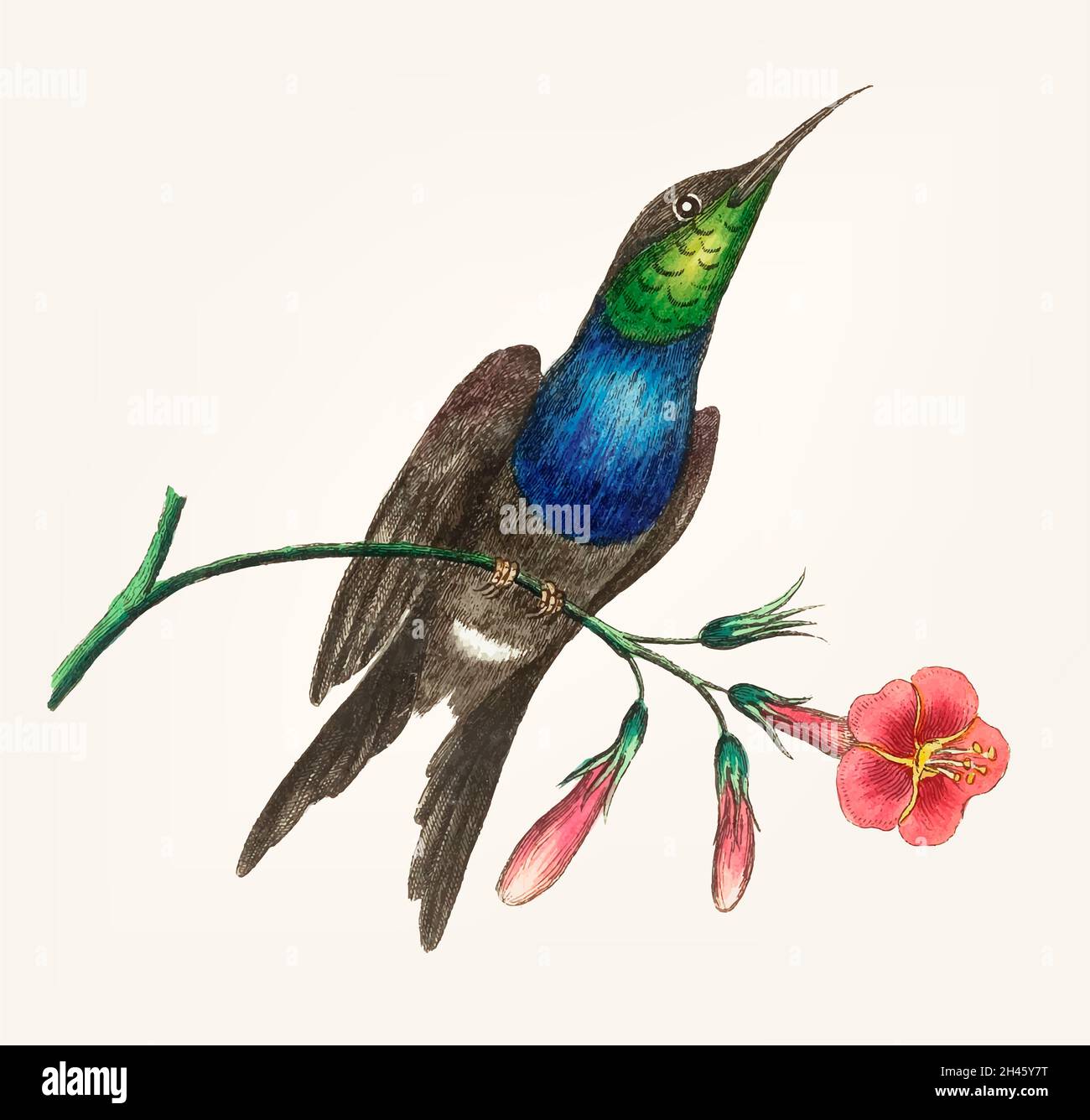 Vintage illustration of hummingbird Stock Photo - Alamy