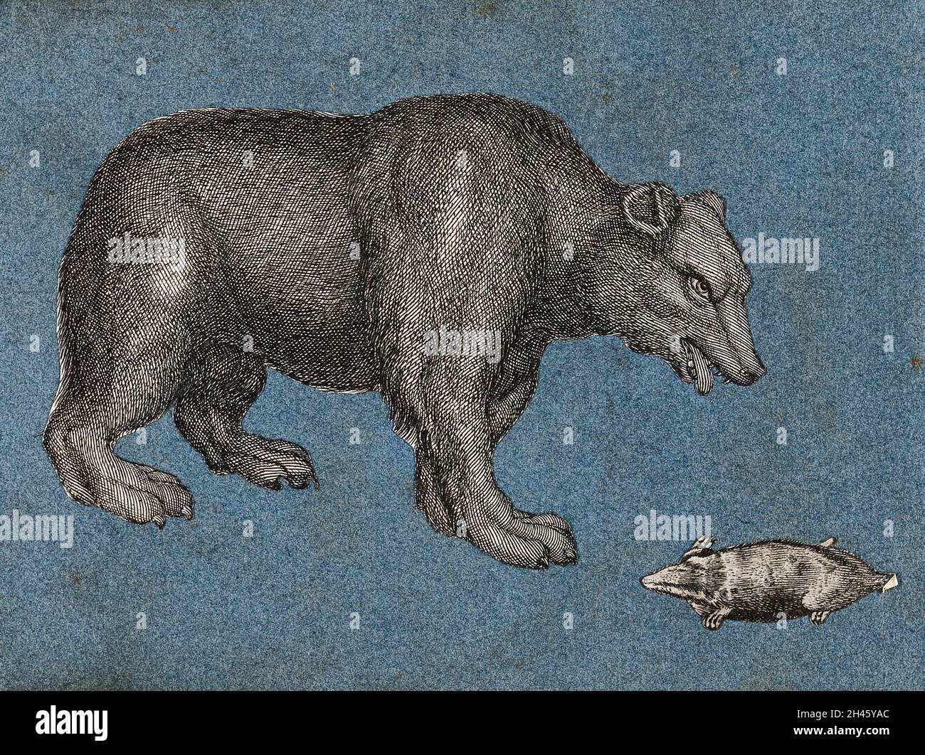 A bear and a mole (?). Cut-out engravings pasted onto paper, 16 Stock ...