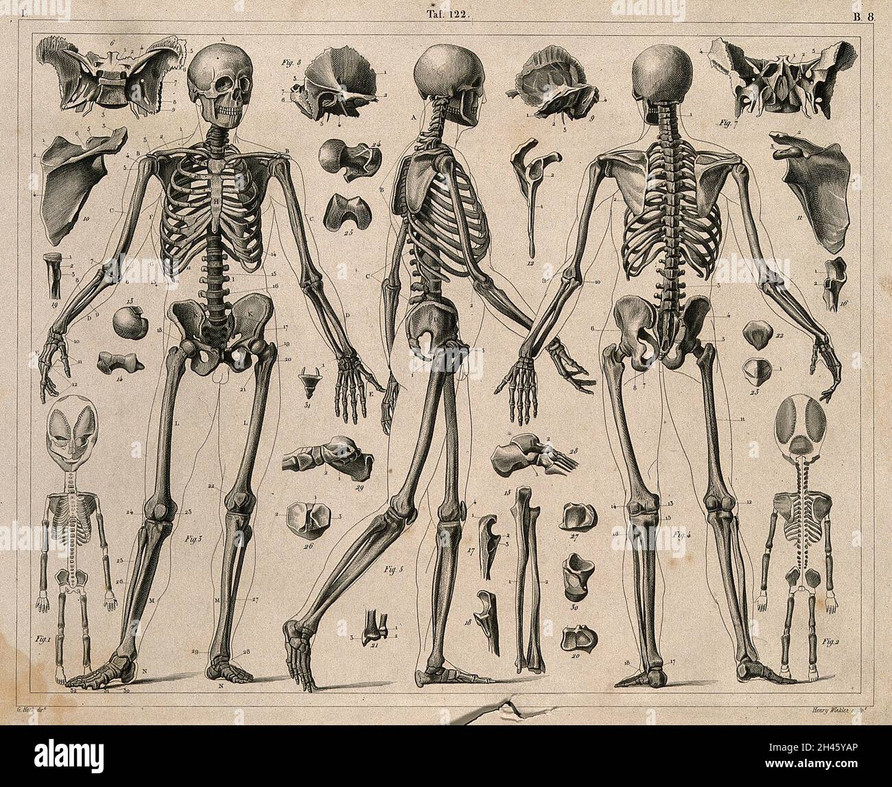 Skeletons and bones, including the skeleton of a foetus (?). Line ...