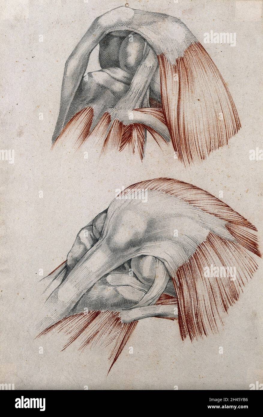 Muscles, tendons and bones of the knee-joint: two figures. Red chalk ...
