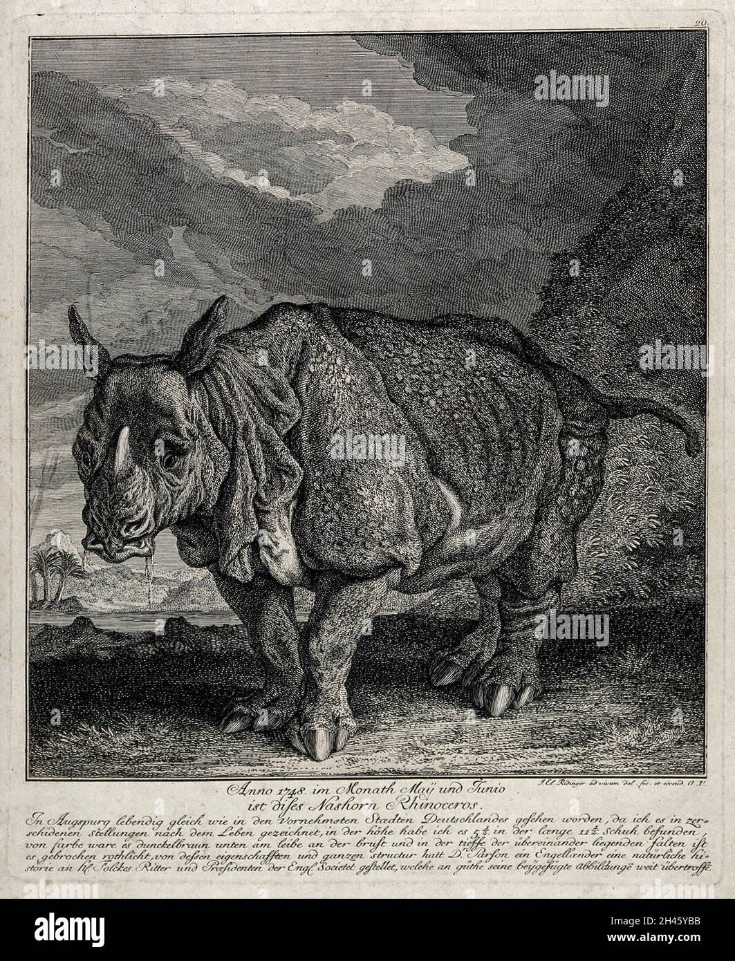 A rhinoceros (Clara) shown with a lake and palm trees in the background ...