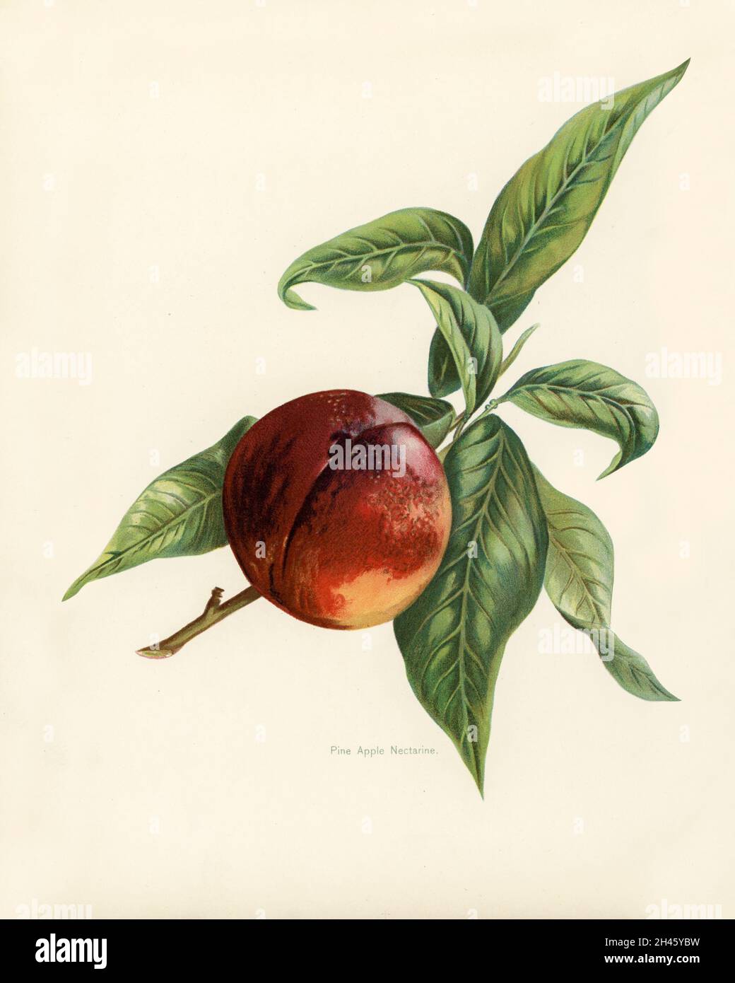The fruit grower's guide : Vintage illustration of pine apple ...