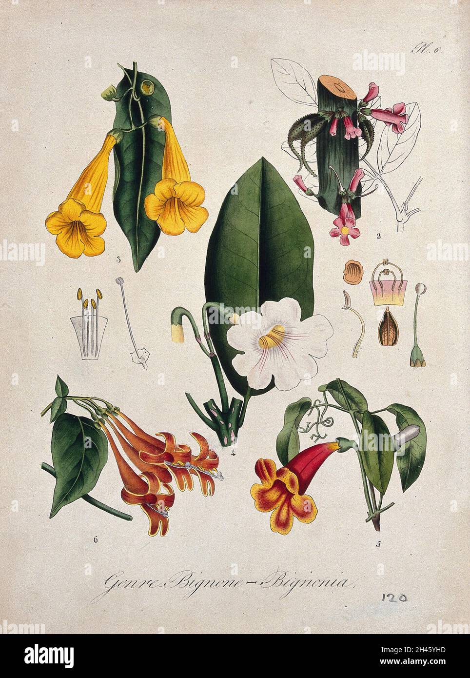 Five flowering plants, all species of the genus Bignonia. Coloured ...