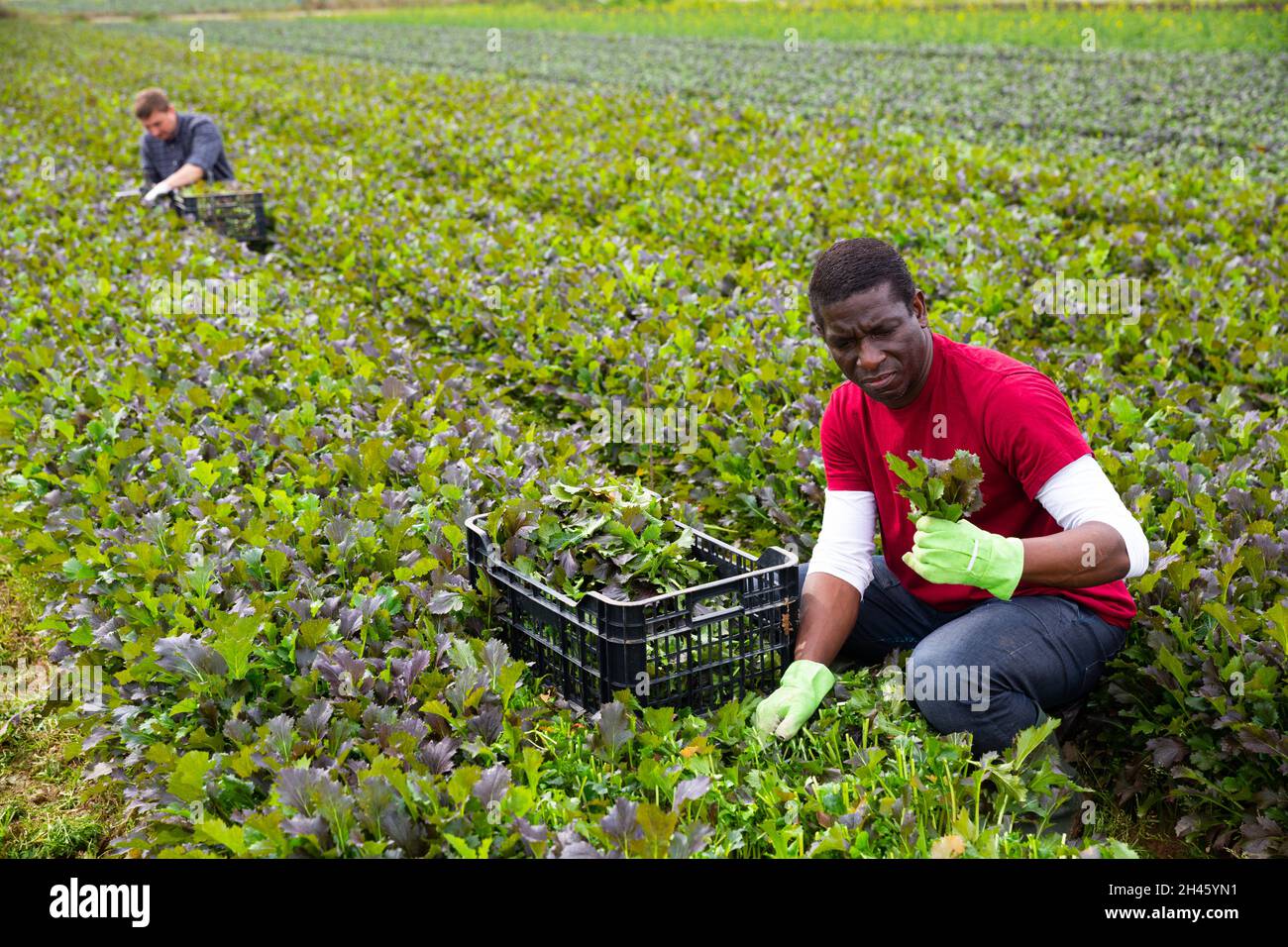 Workmen cutting fresh ripe mustard leaf on farm field Stock Photo - Alamy