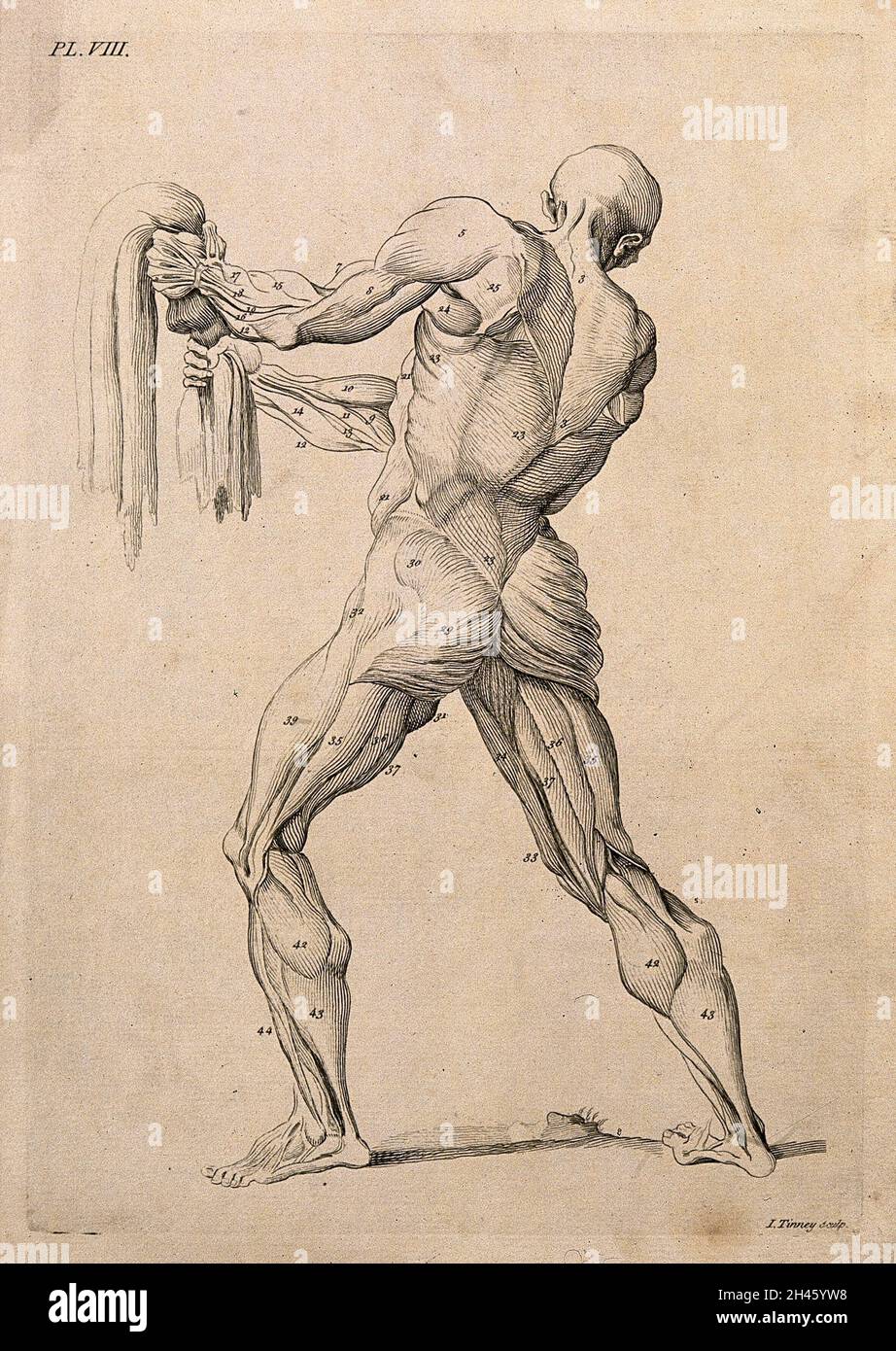 An écorché figure gripping a piece of cloth, with left leg bent, seen ...