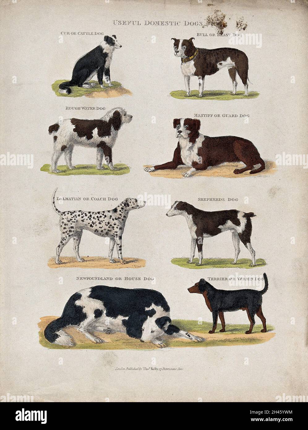 Eight different domestic dogs, including a cattle dog, a bull dog, a ...