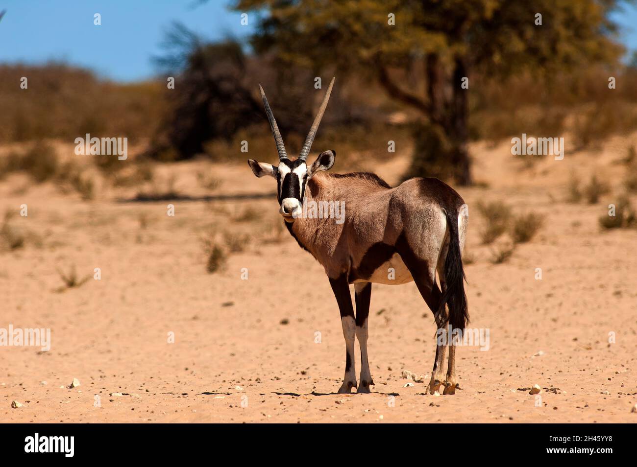 Gemsbok or Orix antelope at Kgalagadi Transfontier Park, South Africa ...