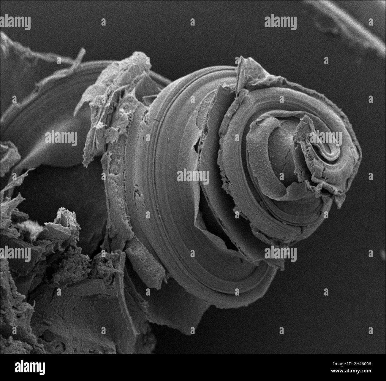 High resolution microscope hi-res stock photography and images - Alamy