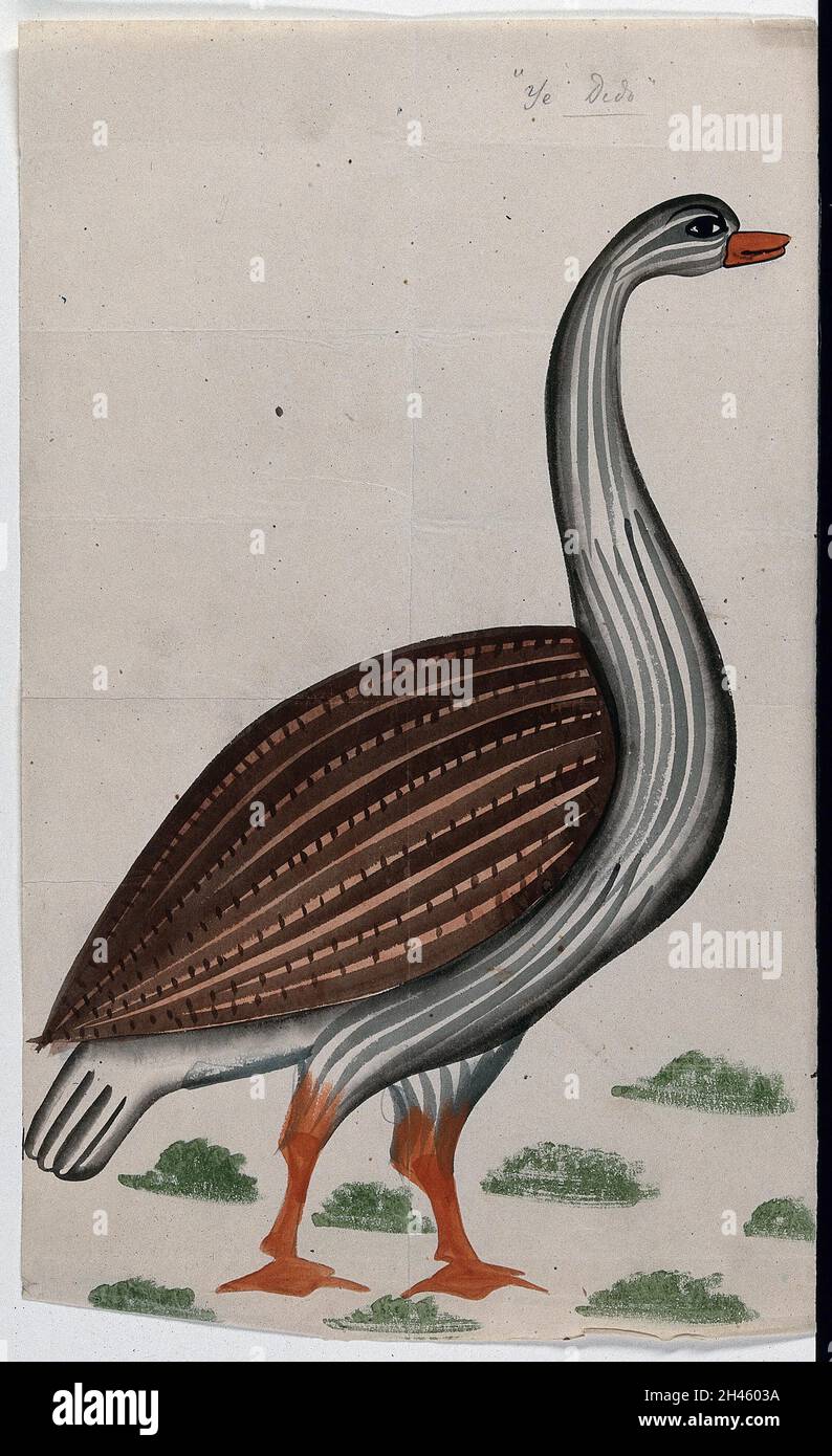 A goose. Watercolour drawing Stock Photo - Alamy