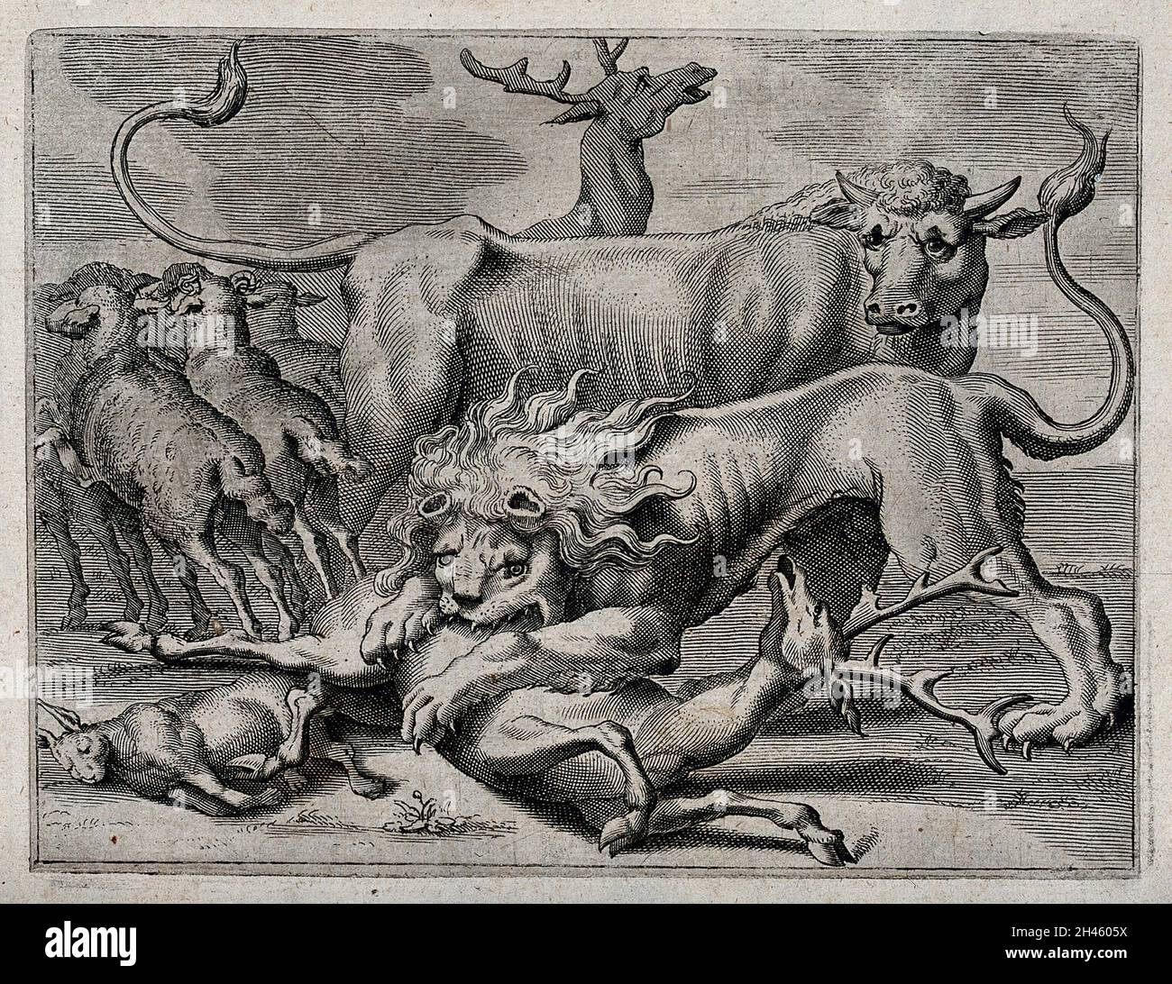 A lion attacking a stag; sheep and cow in the background. Engraving ...