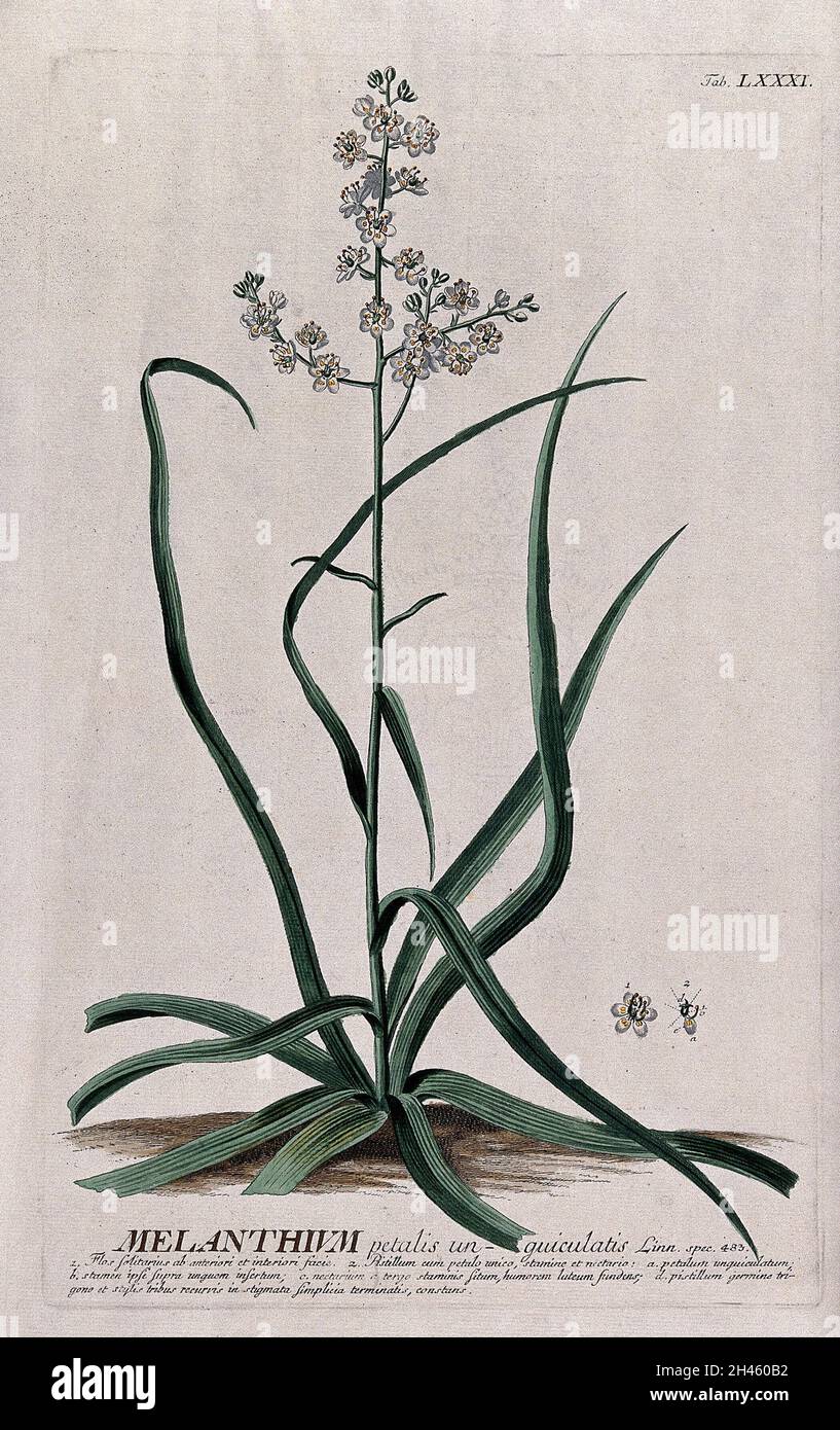 Melanthium virginicum hi-res stock photography and images - Alamy