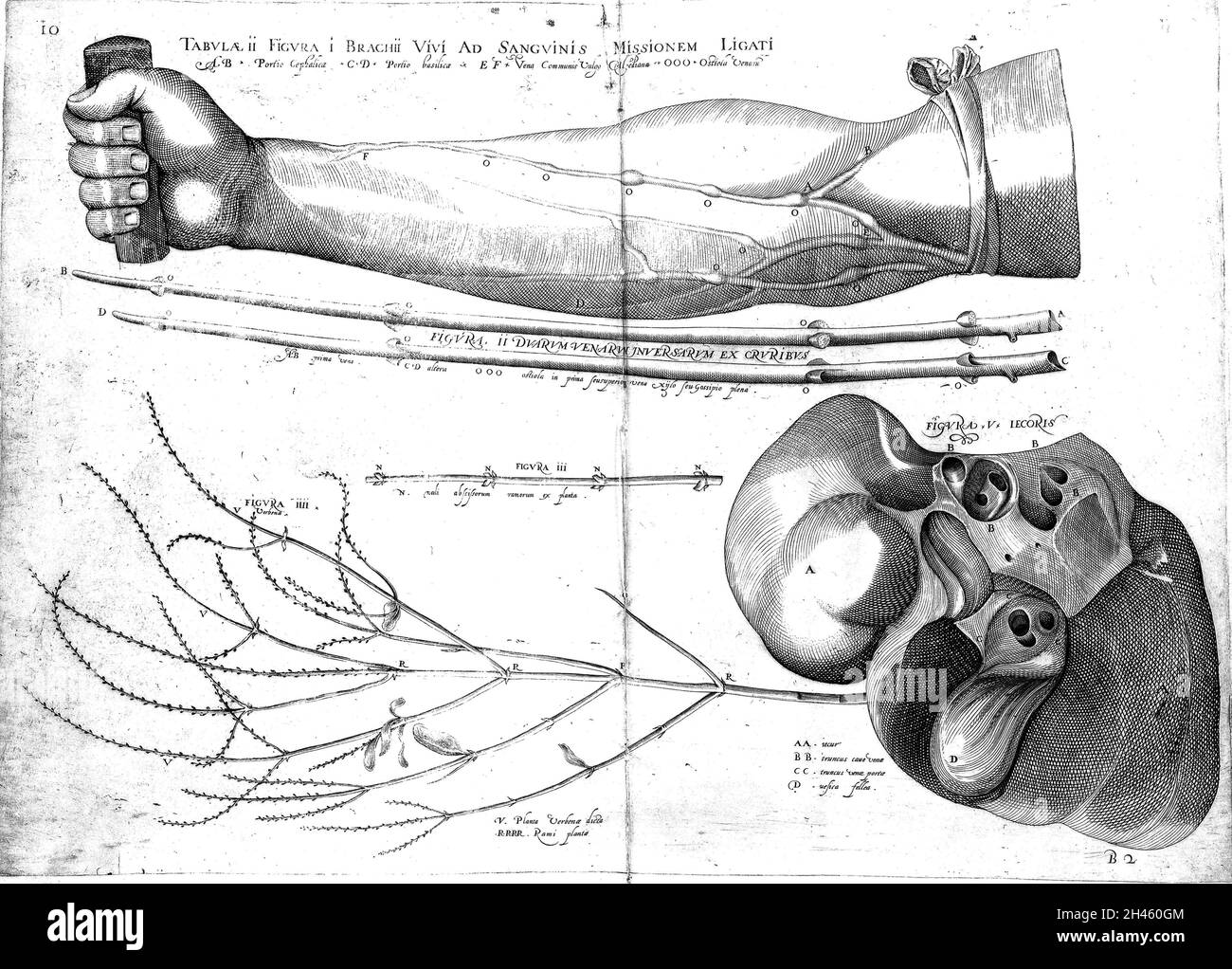 Valves in the veins hi-res stock photography and images - Alamy