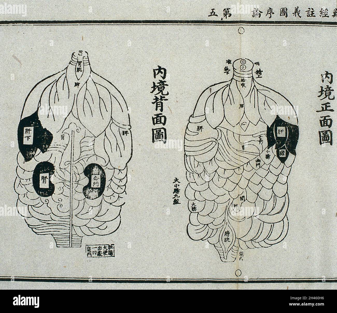 Internal organs, from the Daoist Canon, 15th century Chinese Stock ...