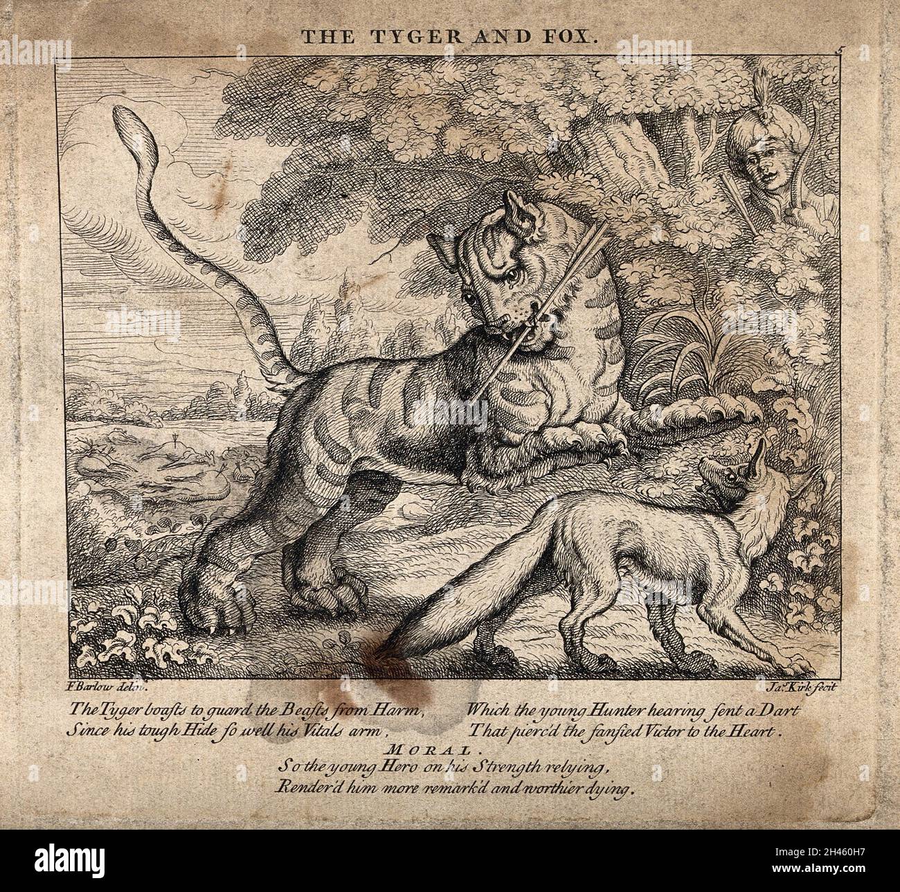 A tiger is shot by an archer who appears between the trees as a fox ...