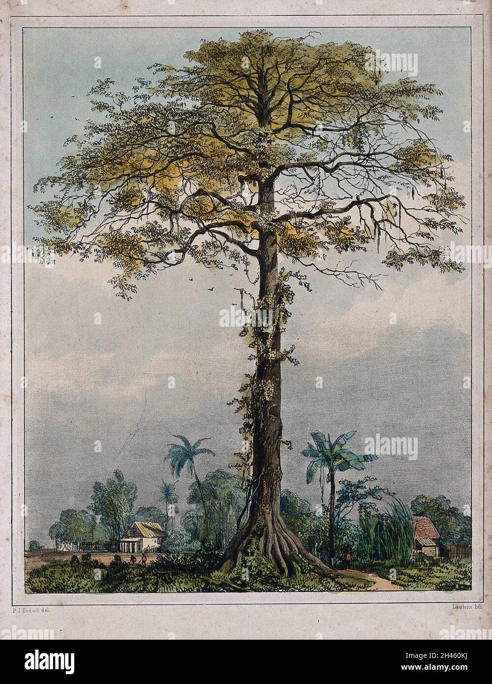 Ceiba pentandra illustration hi-res stock photography and images - Alamy