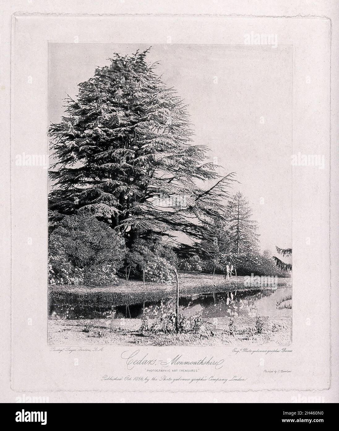 Cedar trees (Cedrus species) in a garden in Monmouthshire. Photogravure ...