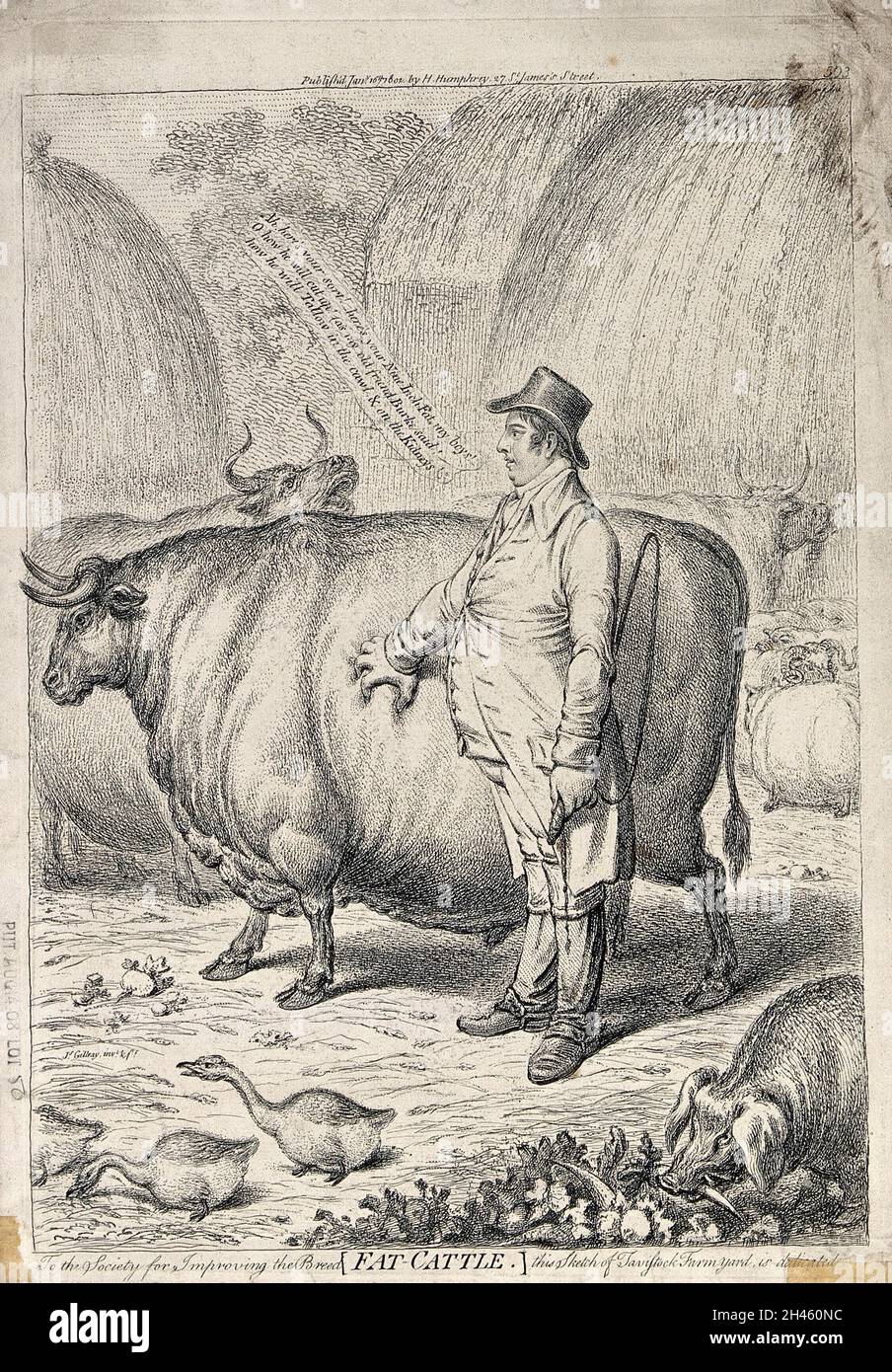 A fat judge pinching and admiring the fat on the side of a fat bullock ...