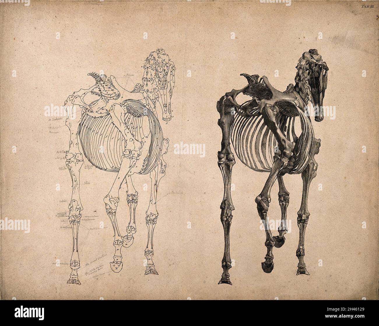 Tonal drawing hi-res stock photography and images - Alamy