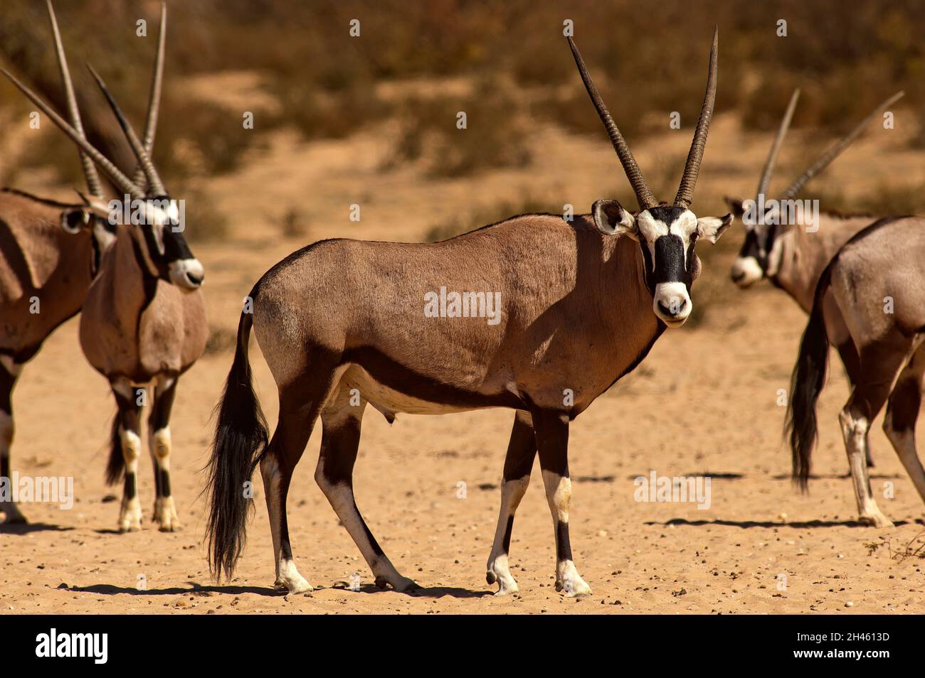 Gemsbok or Orix antelope at Kgalagadi Transfontier Park, South Africa ...