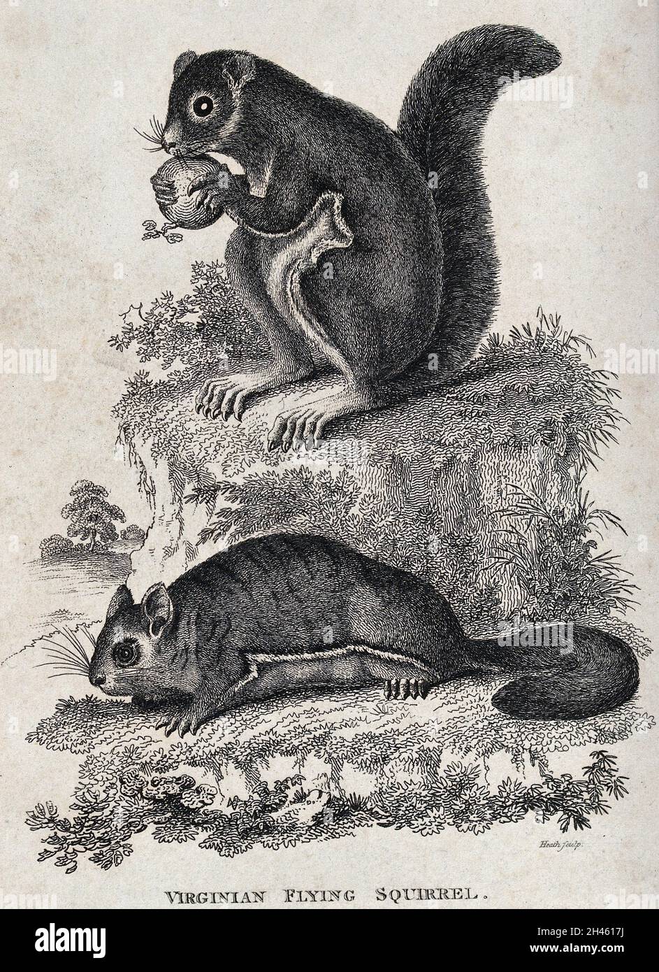 Two Virginian flying squirrels sitting on a rock. Etching by Heath ...