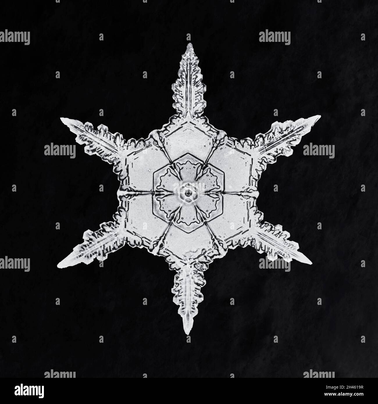 Wilson Bentley's Snowflake 342 (ca. 1890) detailed photograph of ...