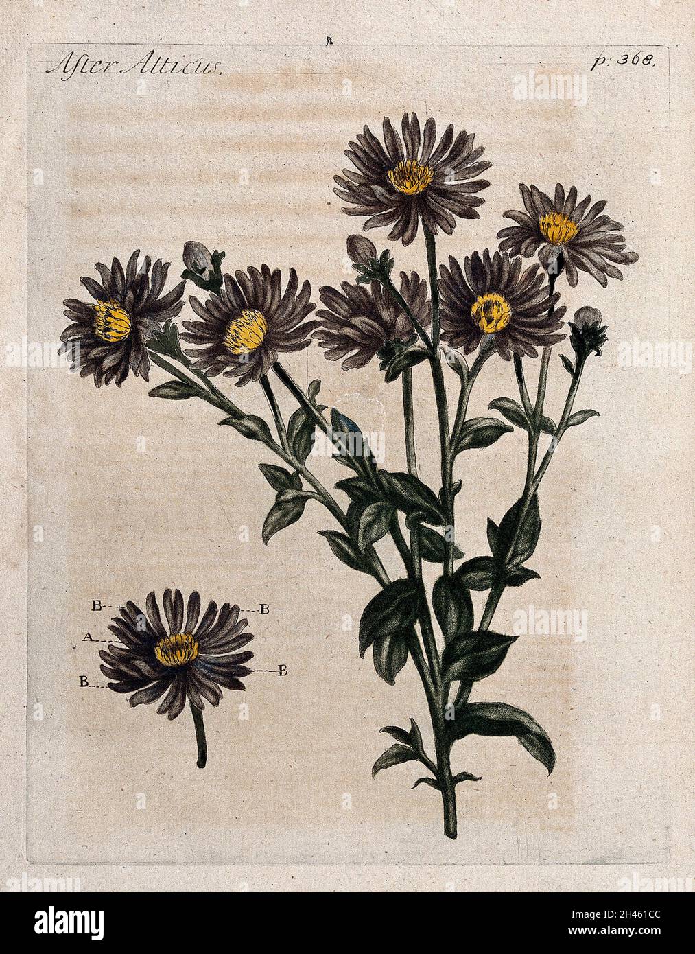 Michaelmas daisy (Aster amellus): flowering stem. Colour mezzotint, c ...