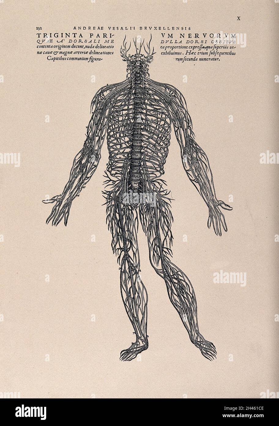 An arrangement of the spinal nerves. Photolithograph, 1940, after a ...