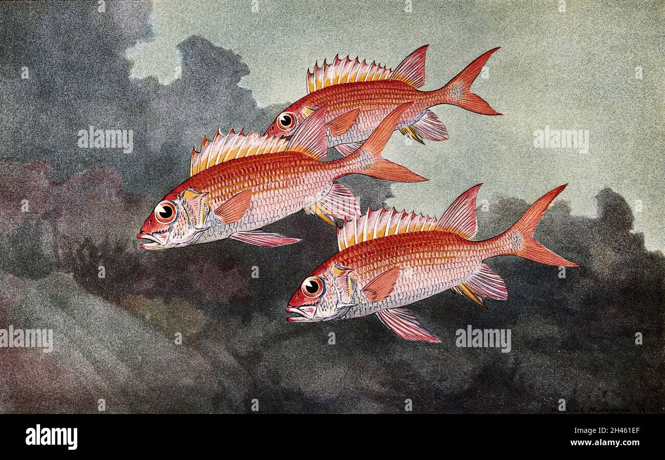 Three squirrel fish swimming in the sea. Colour line block after H ...