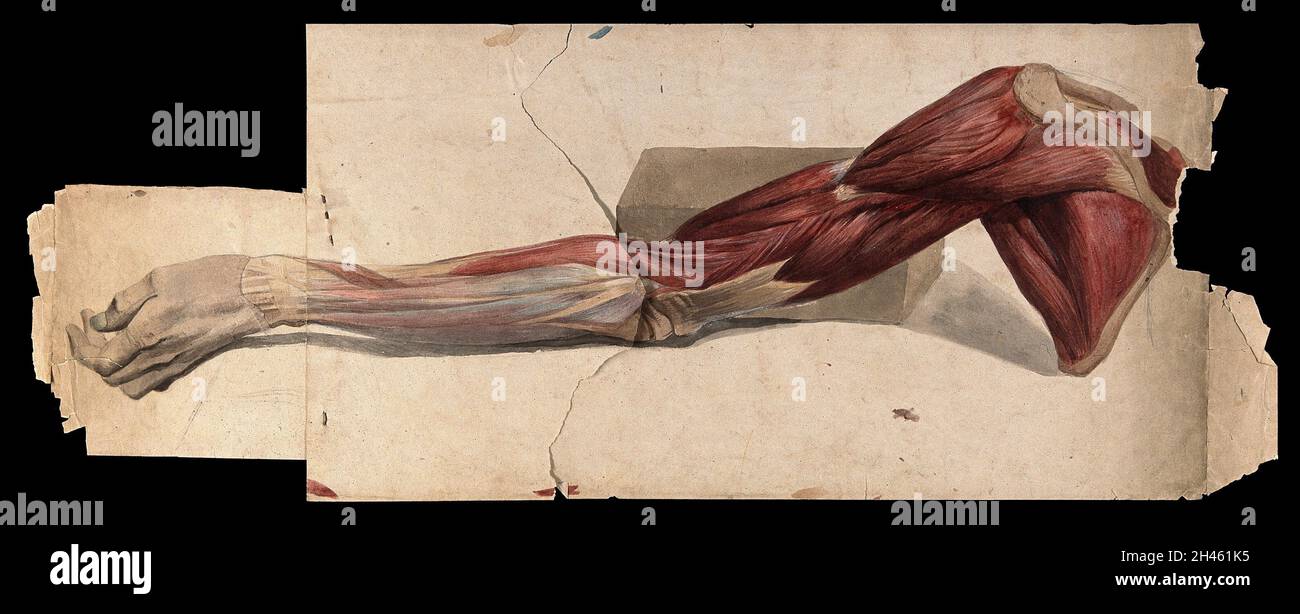 Muscles and tendons of the arm and hand: écorch.́ Watercolour, 18 Stock ...