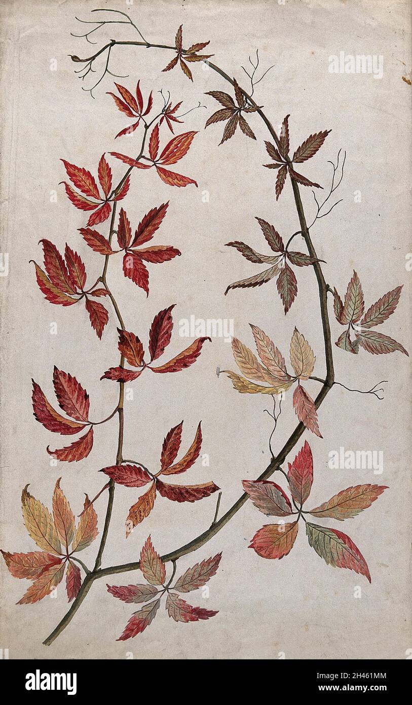 Virginia creeper (Parthenocissus quinquefolia): stem with coloured ...
