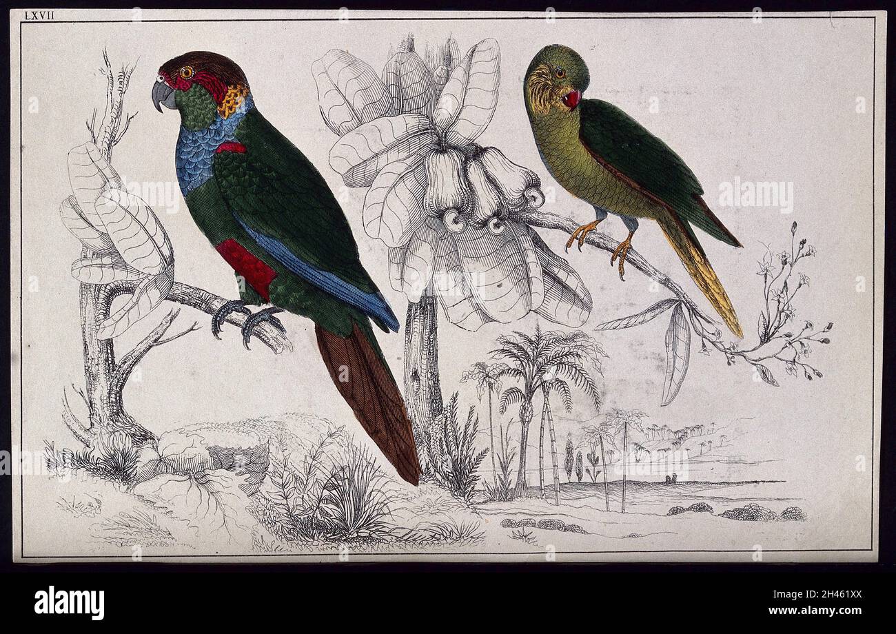Vibrant depiction birds perched hi-res stock photography and images - Alamy